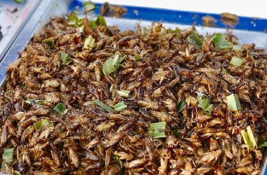 Menù della Vigilia? Tutto a base di insetti - Bea.Bio